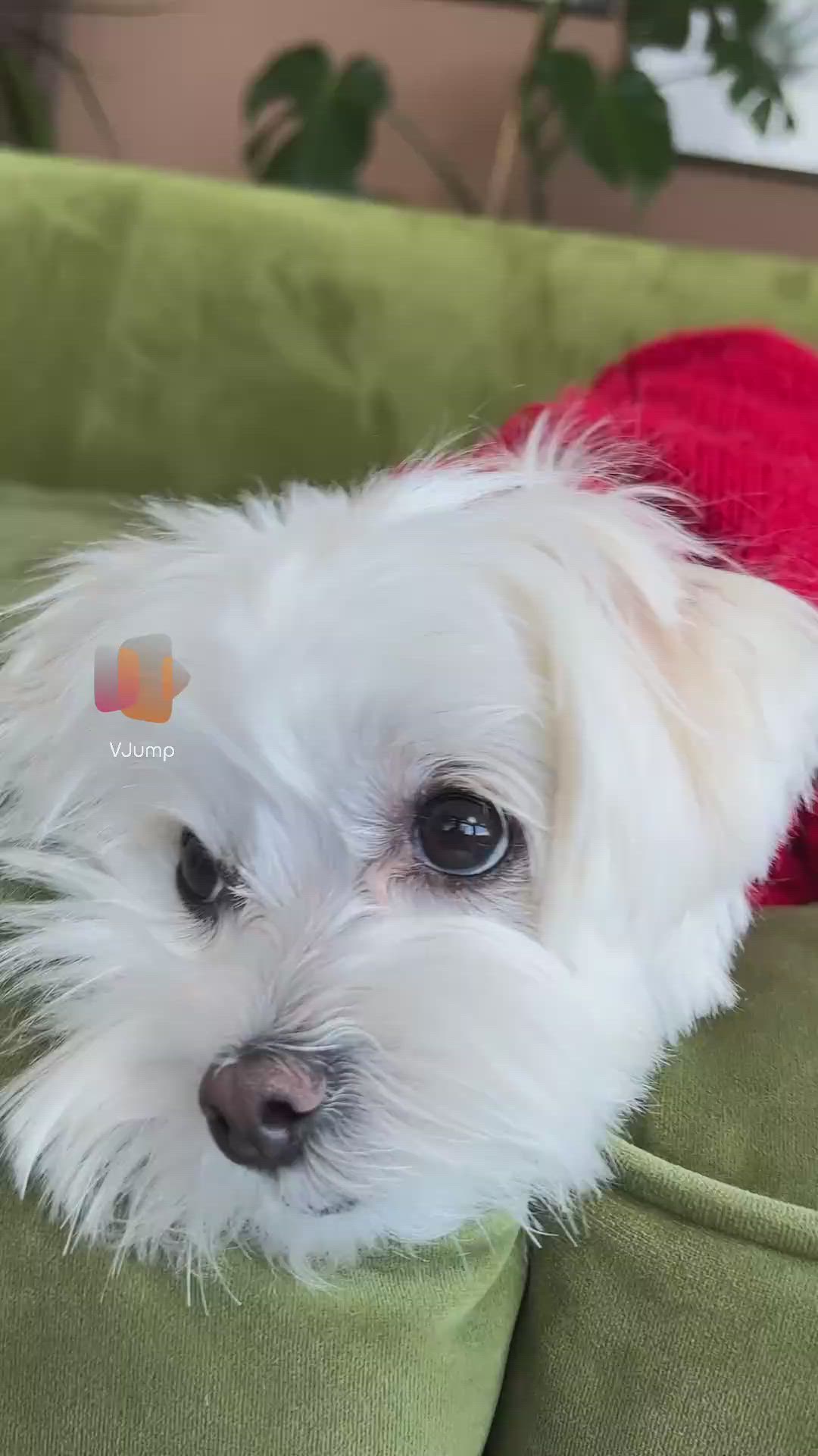 The pet is spinning on the couch and changing images ️ How to make a ...